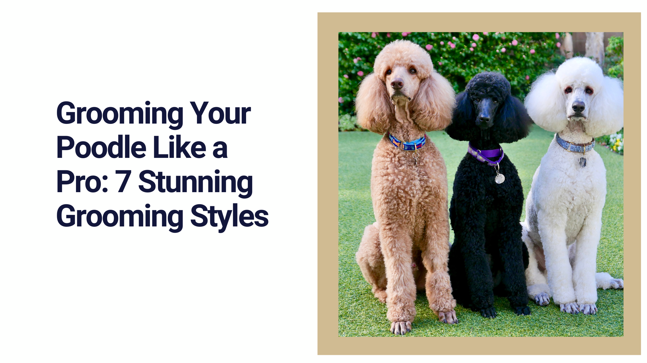 Grooming Your Poodle Like a Pro: 7 Stunning Grooming Styles ...