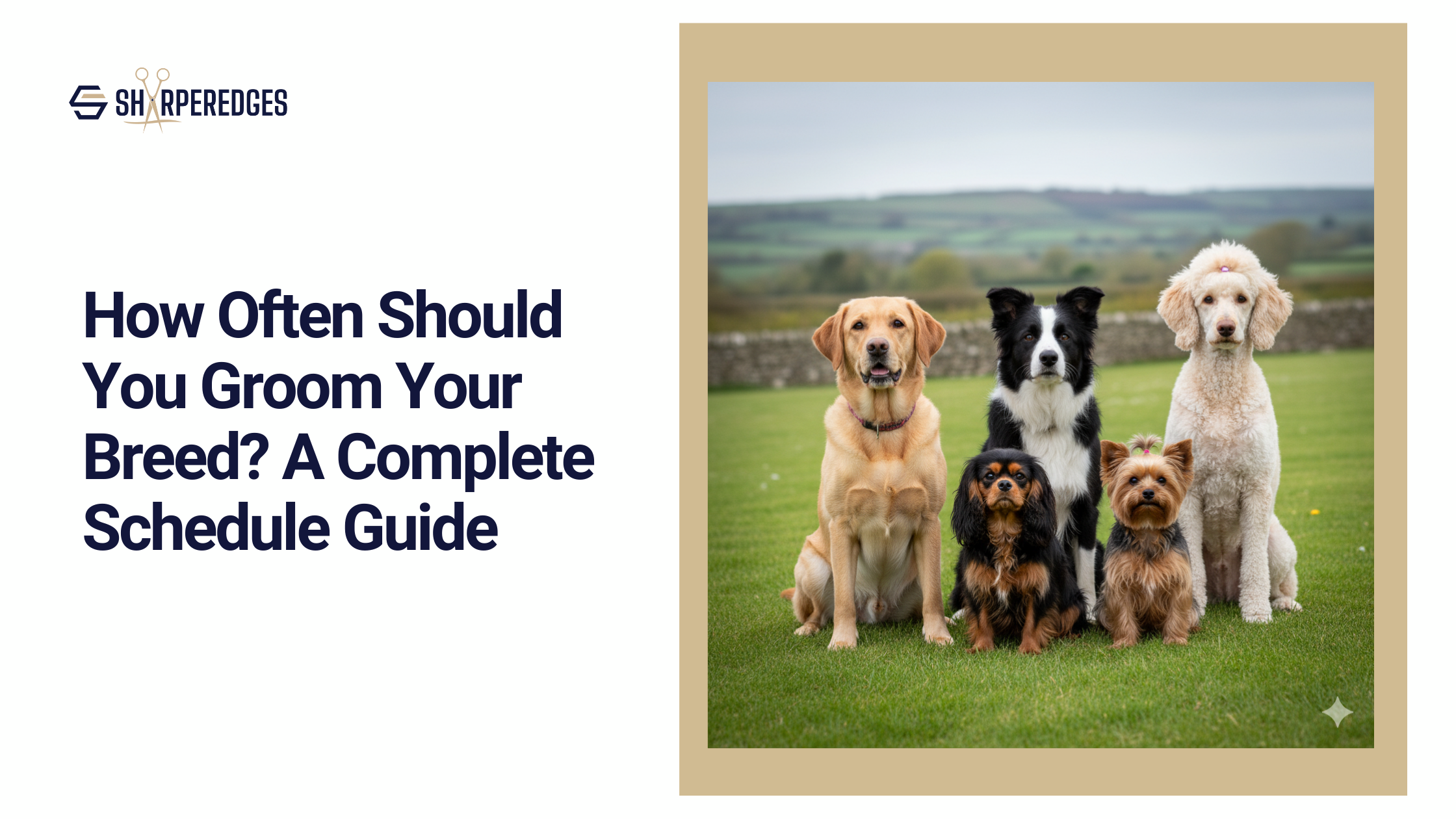 Dog Grooming Schedule Guide: How Often to Groom Common UK Breeds ...