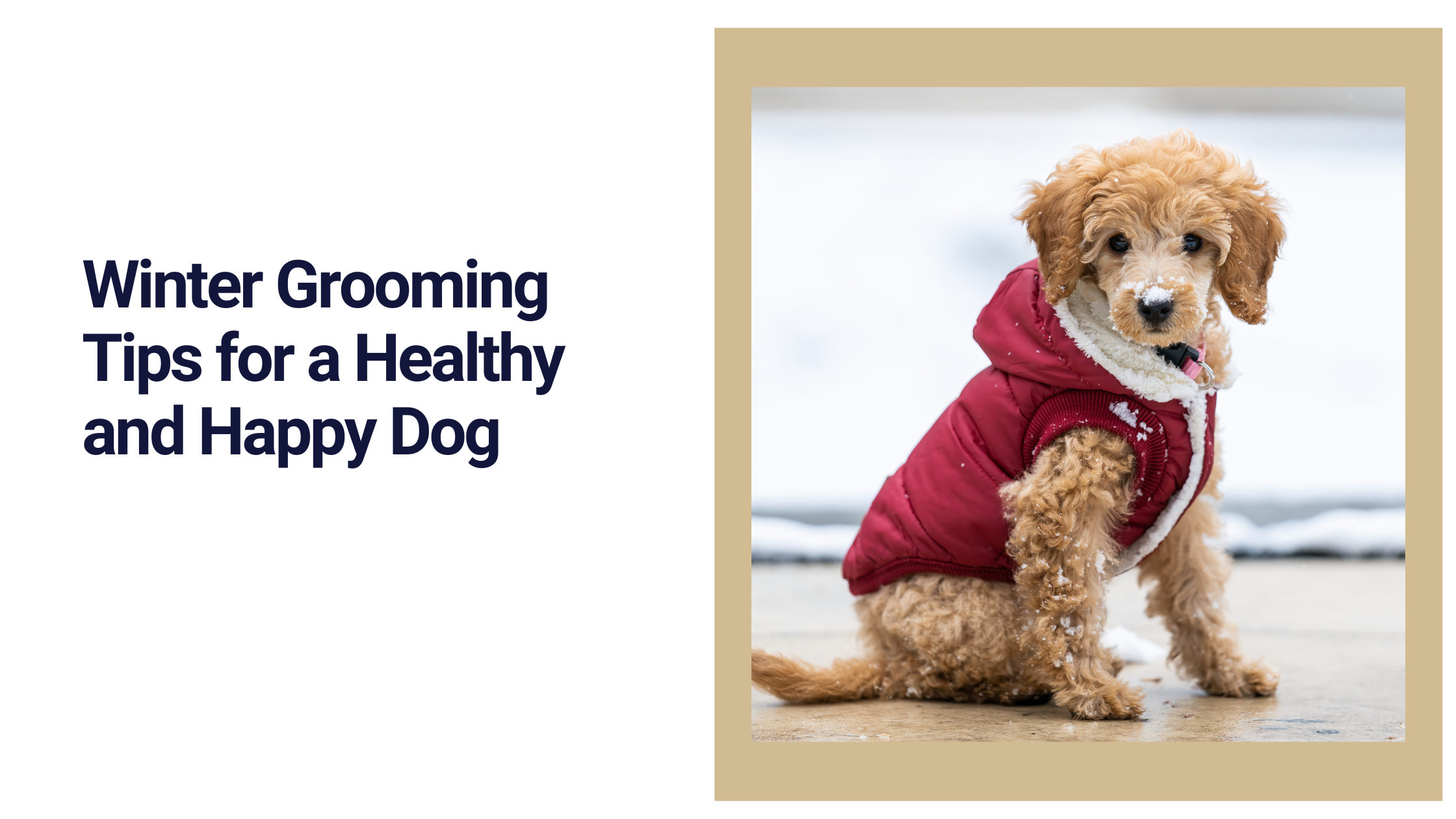 Winter Grooming Tips for a Healthy and Happy Dog – Sharperedges Scissors