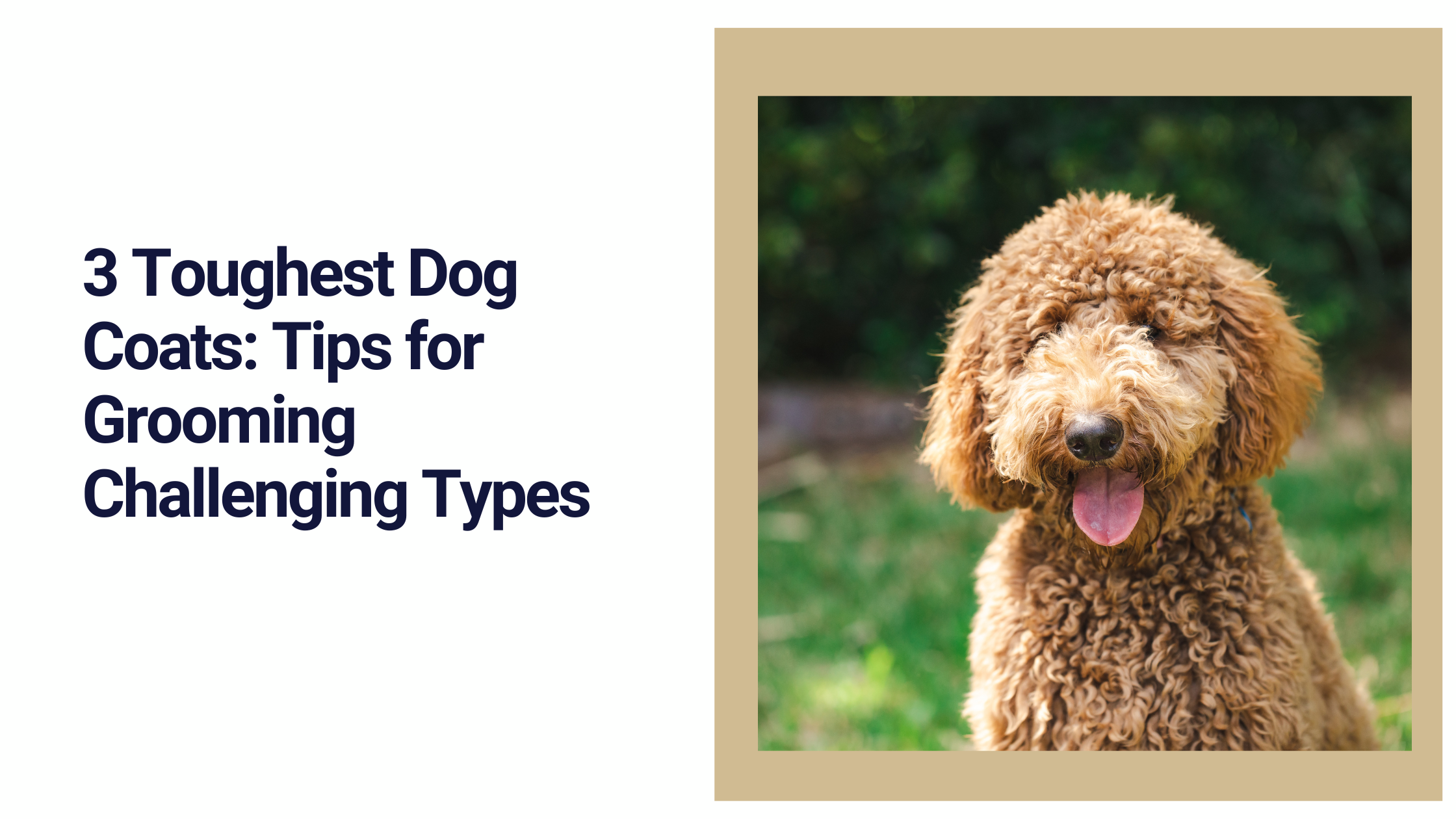 Master Grooming Tips for Handling Curly, Double, and Matted Dog Coats ...