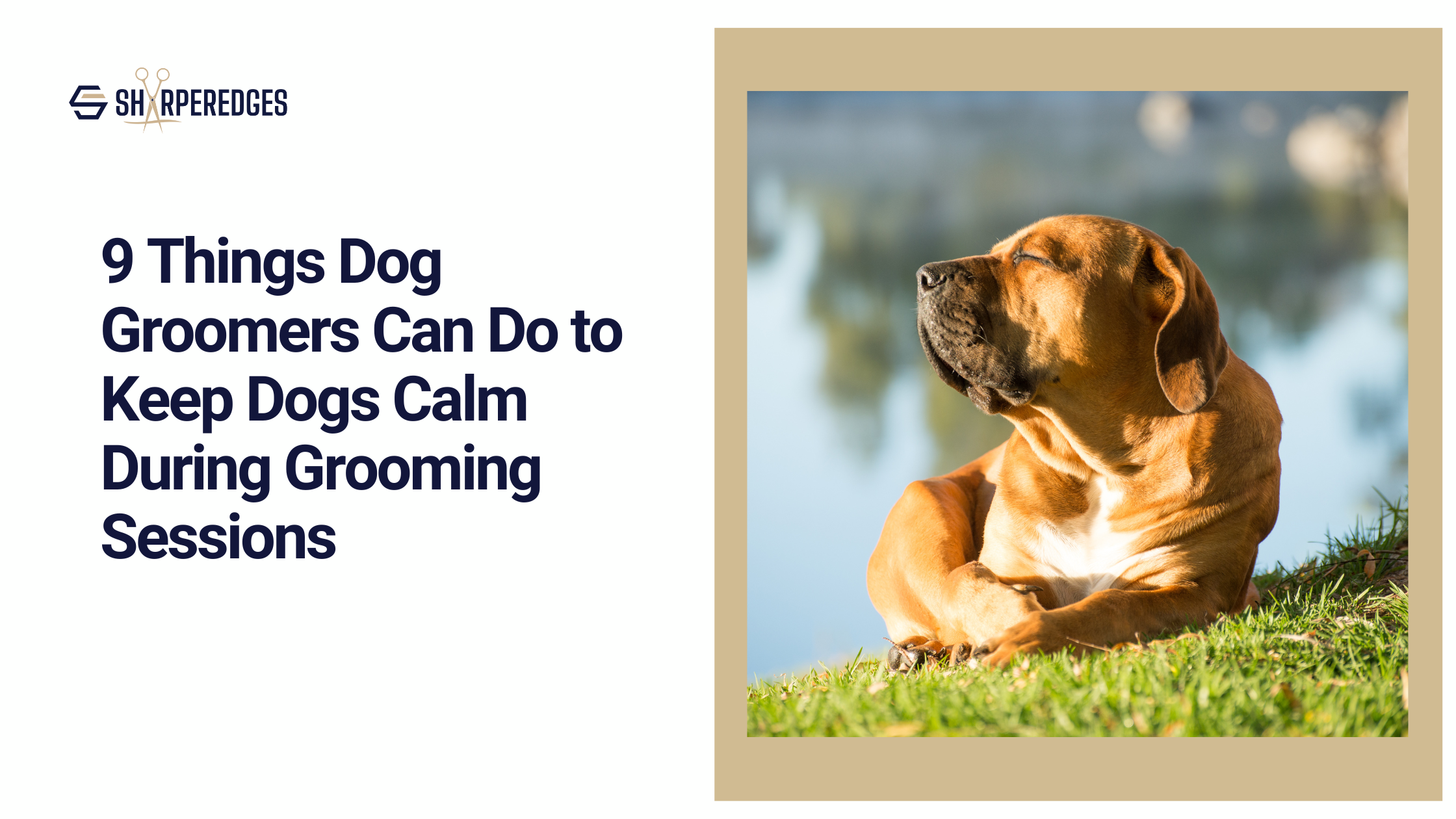 9 Things Dog Groomers Can Do to Keep Dogs Calm During Grooming Session ...