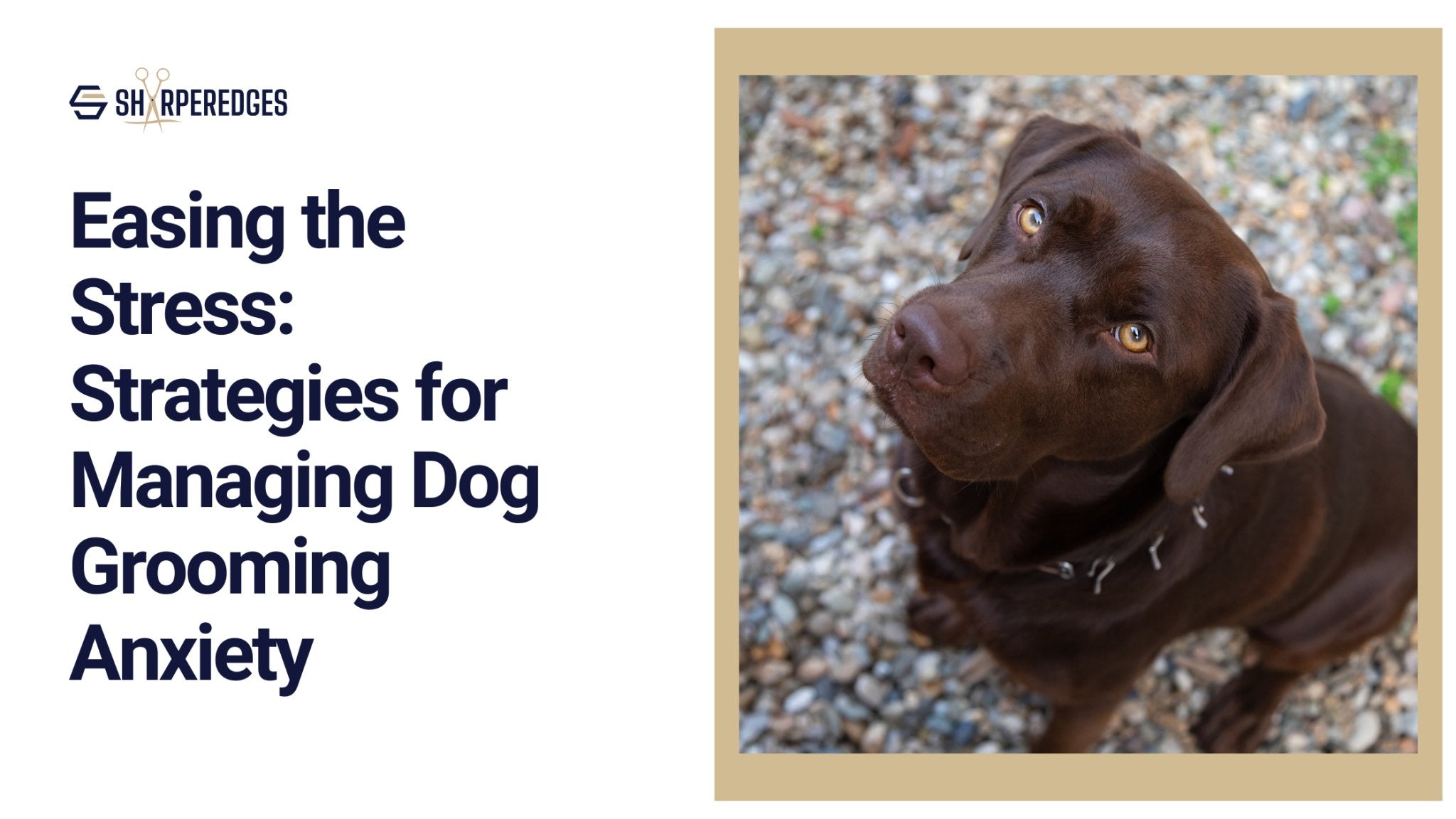 Easing the Stress: Strategies for Managing Dog Grooming Anxiety ...