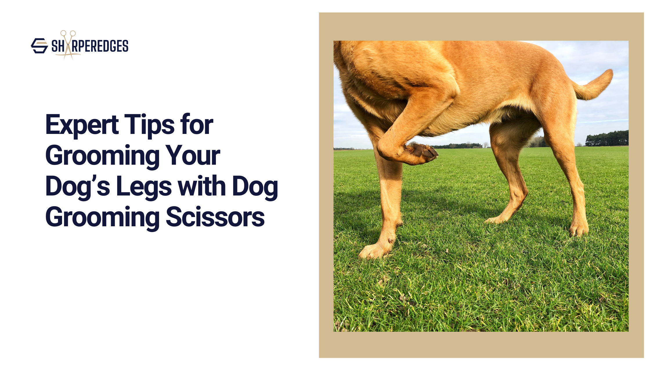 Expert Tips for Grooming Your Dog’s Legs with Dog Grooming Scissors ...