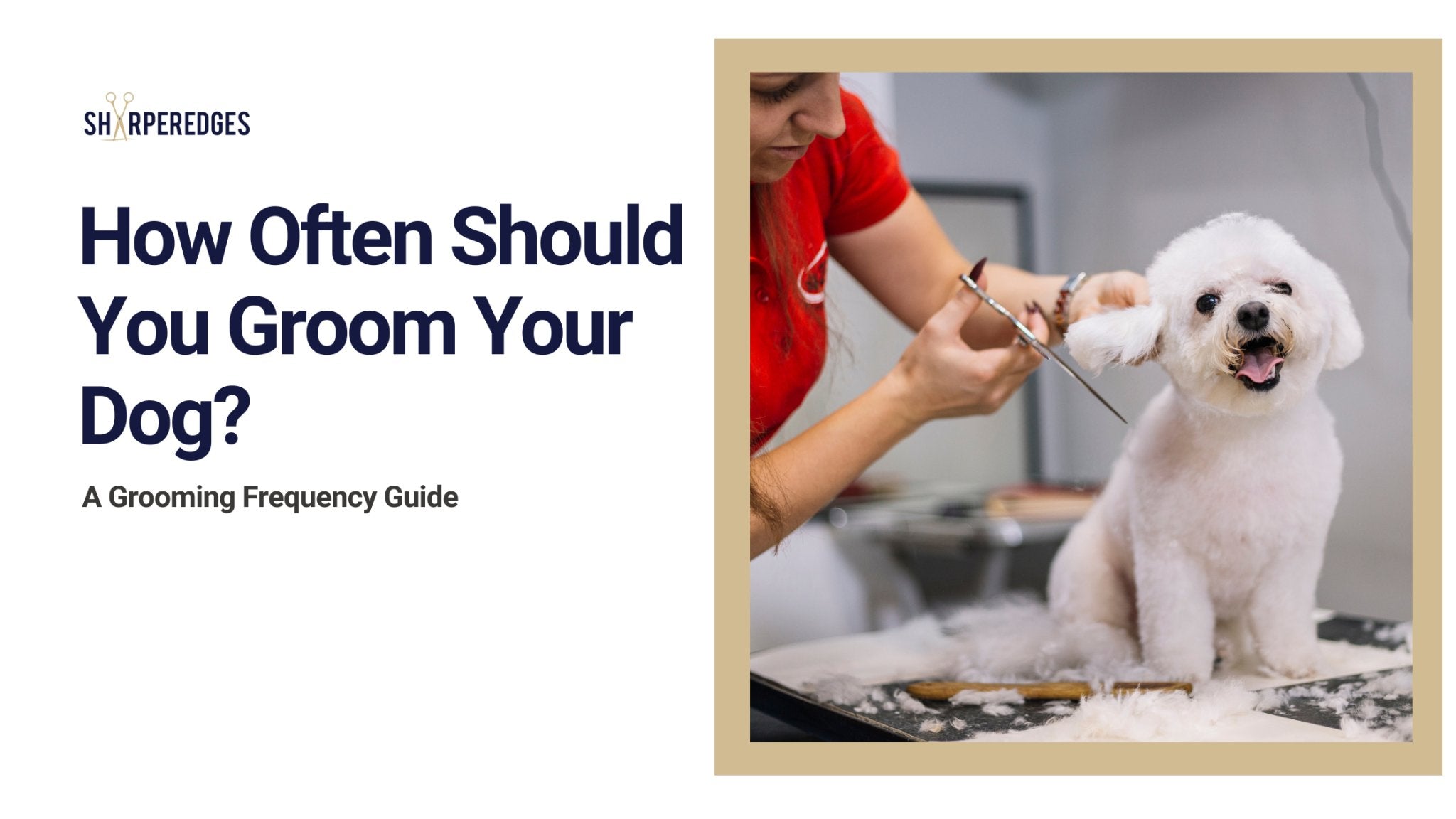 How Often Should You Groom Your Dog? – Sharperedges Scissors