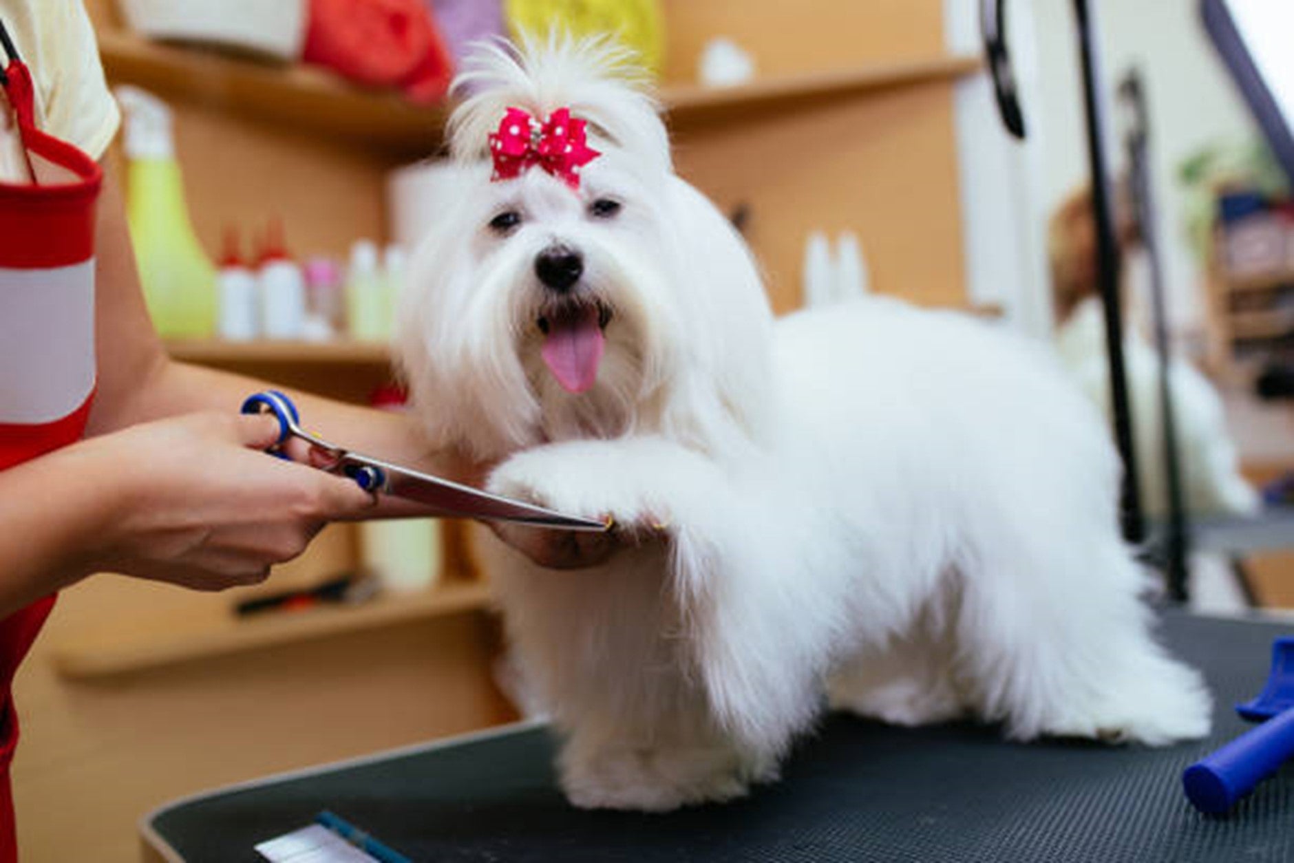 How To Set Up Your Dog Groomers Kit? – Sharperedges Scissors