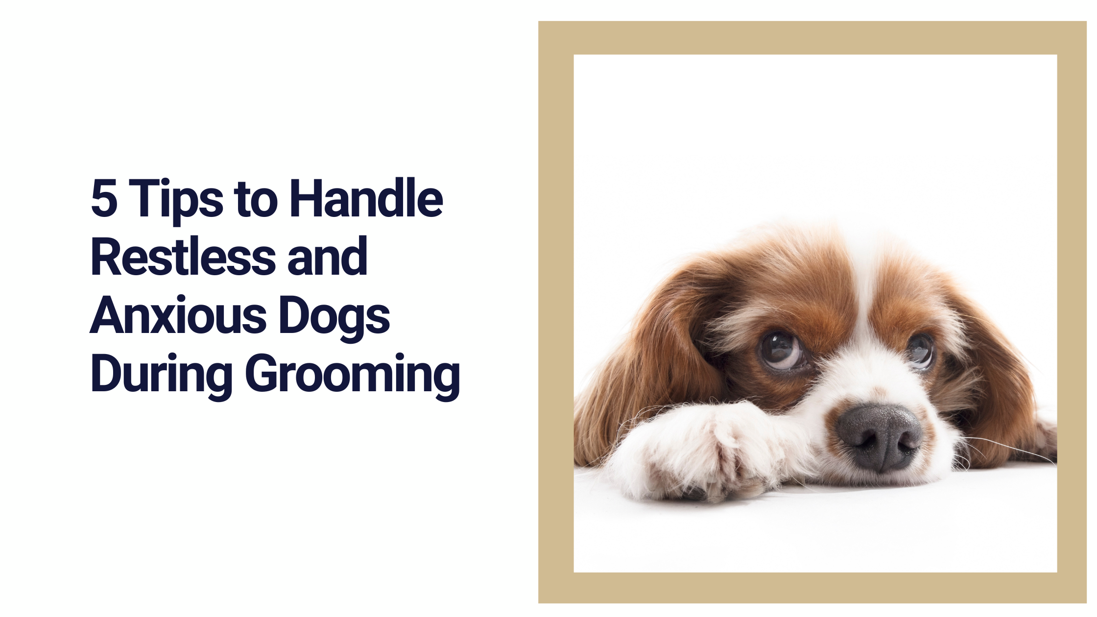 5 Tips to Handle Restless and Anxious Dogs During Grooming ...